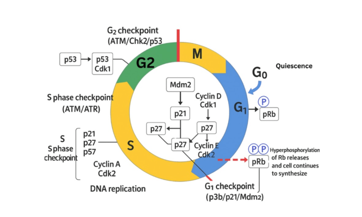 High-Yield Cell Cycle MCQs- General Pathology Overview - PATHOLOGY MCQs
