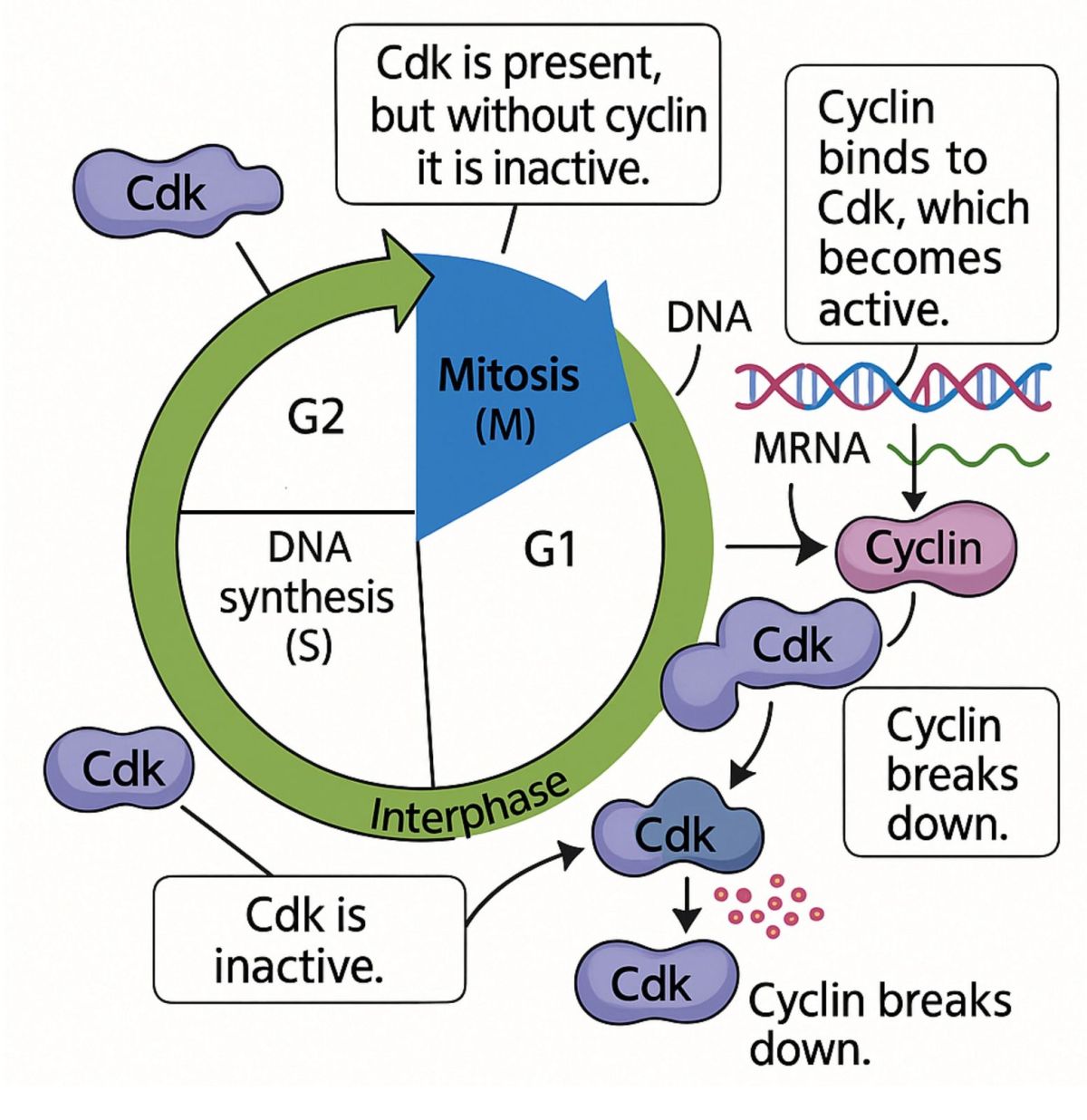 High-Yield Cell Cycle MCQs- General Pathology Overview - PATHOLOGY MCQs