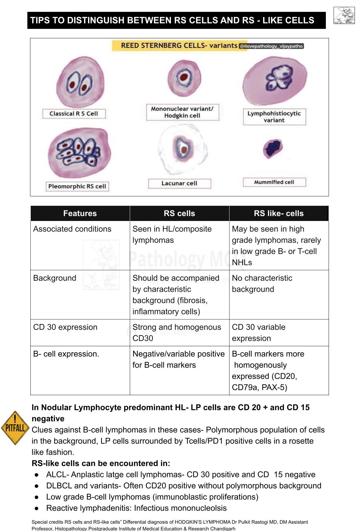 RS cells vs RS-like cells