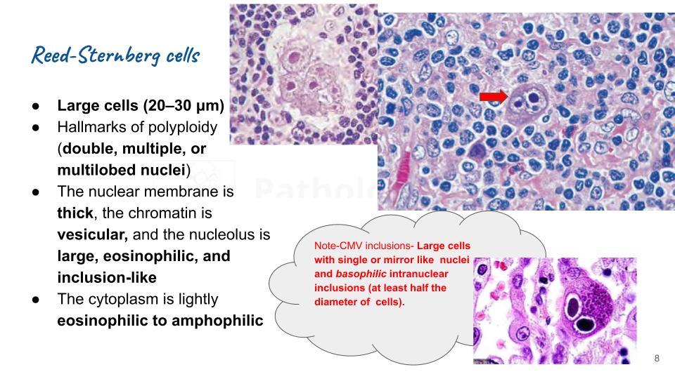 RS cells vs RS-like cells