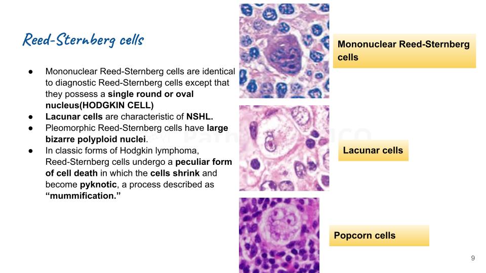 RS cells vs RS-like cells