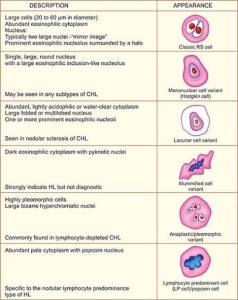 RS cells vs RS-like cells