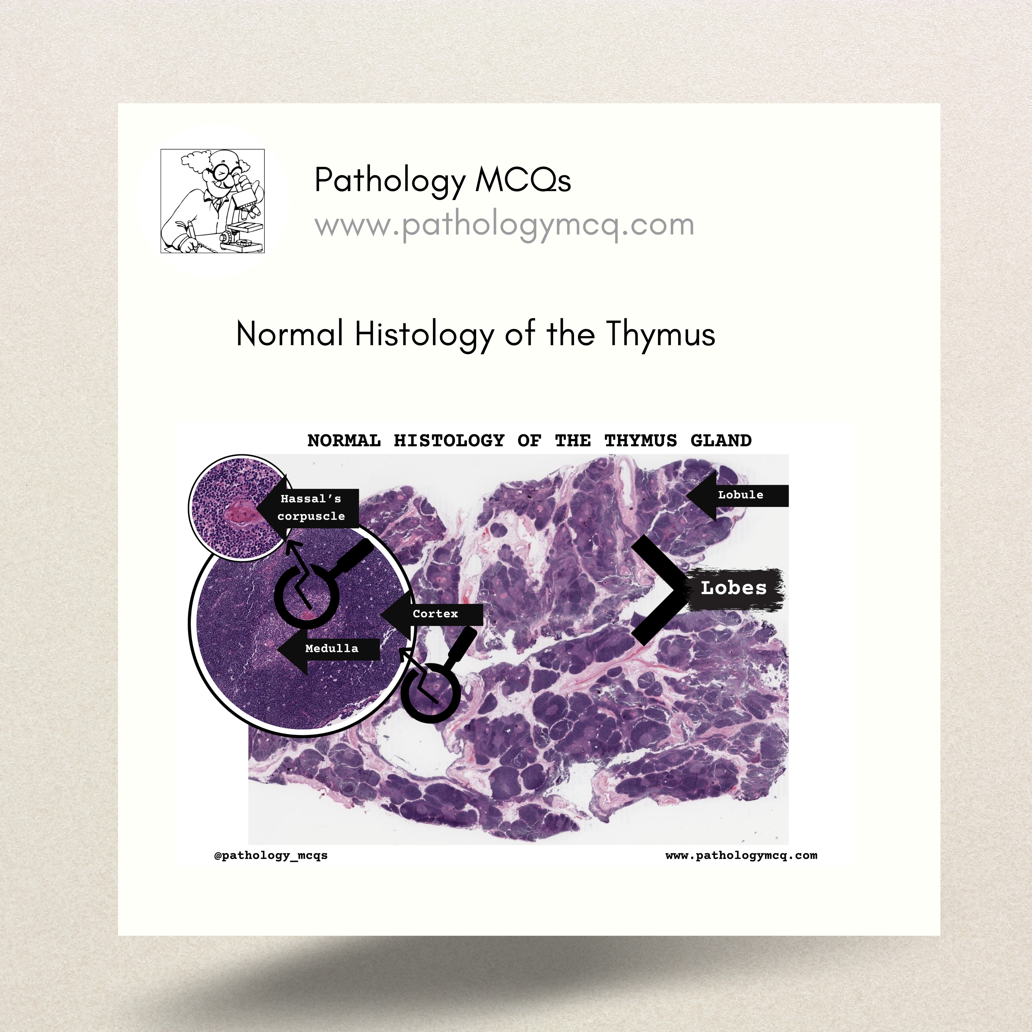 Normal Histology of the Thymus - PATHOLOGY MCQs