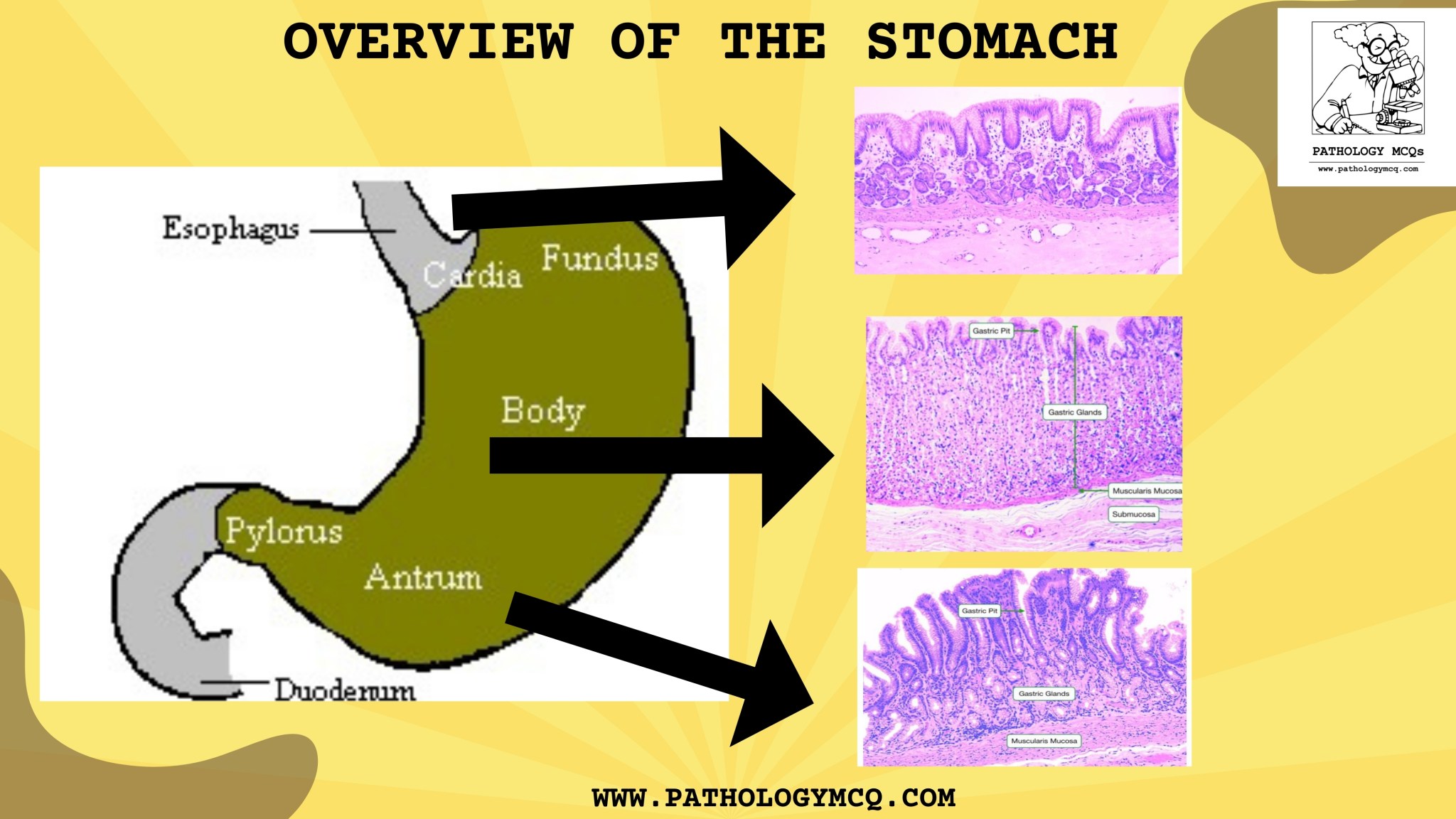 Histology of the Esophagus and Stomach: A Comprehensive Overview ...